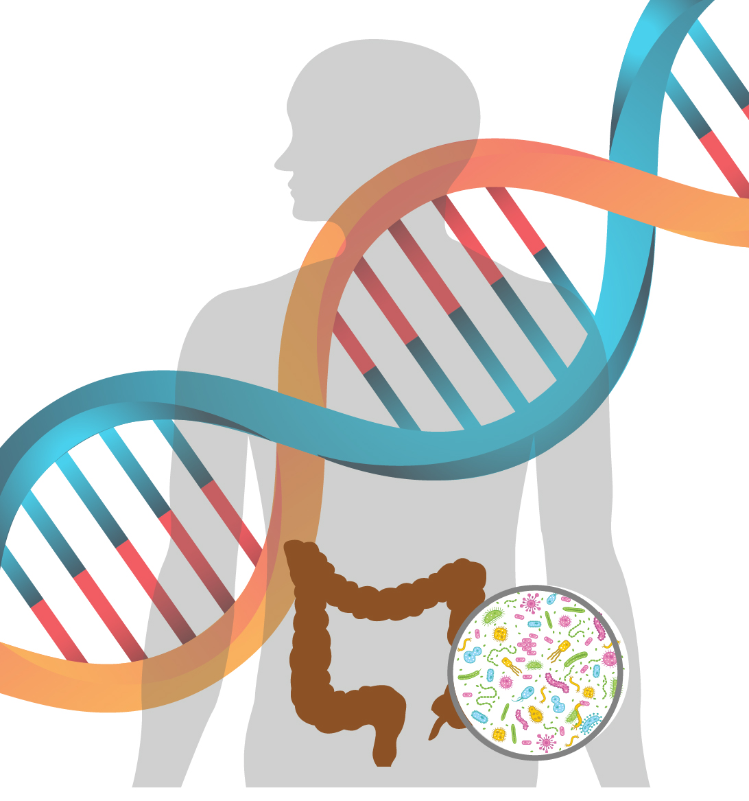 THE GUT MICROBIOME AND ITS INTERACTIONS WITH THE HUMAN GENOME ...